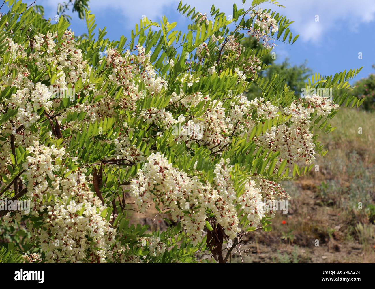 In the spring, white acacia (Robinia pseudoacacia) blossoms in the wild ...