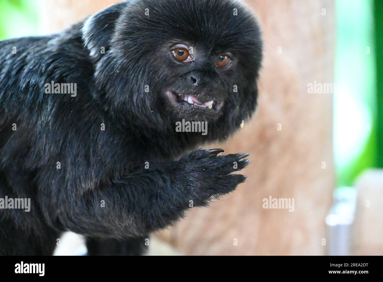 Smiling monkey hi-res stock photography and images - Alamy