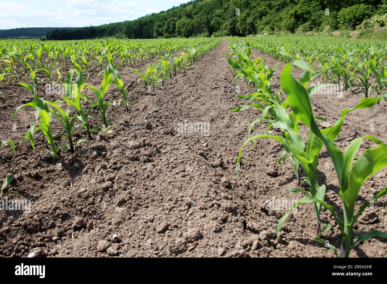 In the spring, young corn sprouts came up on a farm field Stock Photo ...