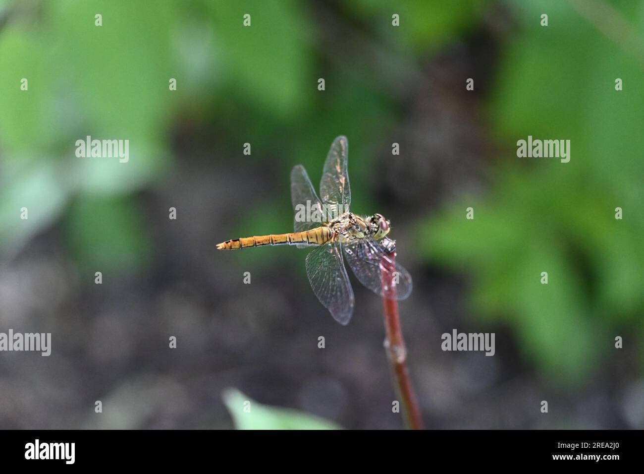 Ruddy darter dragonfly close up hi-res stock photography and images - Alamy