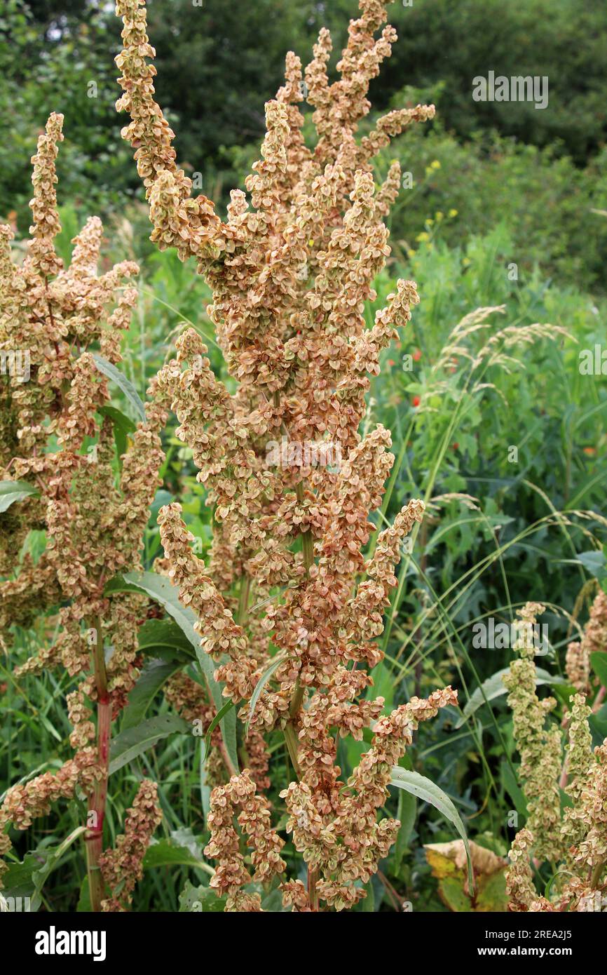 Part of a sorrel bush (Rumex confertus) growing in the wild with dry ...