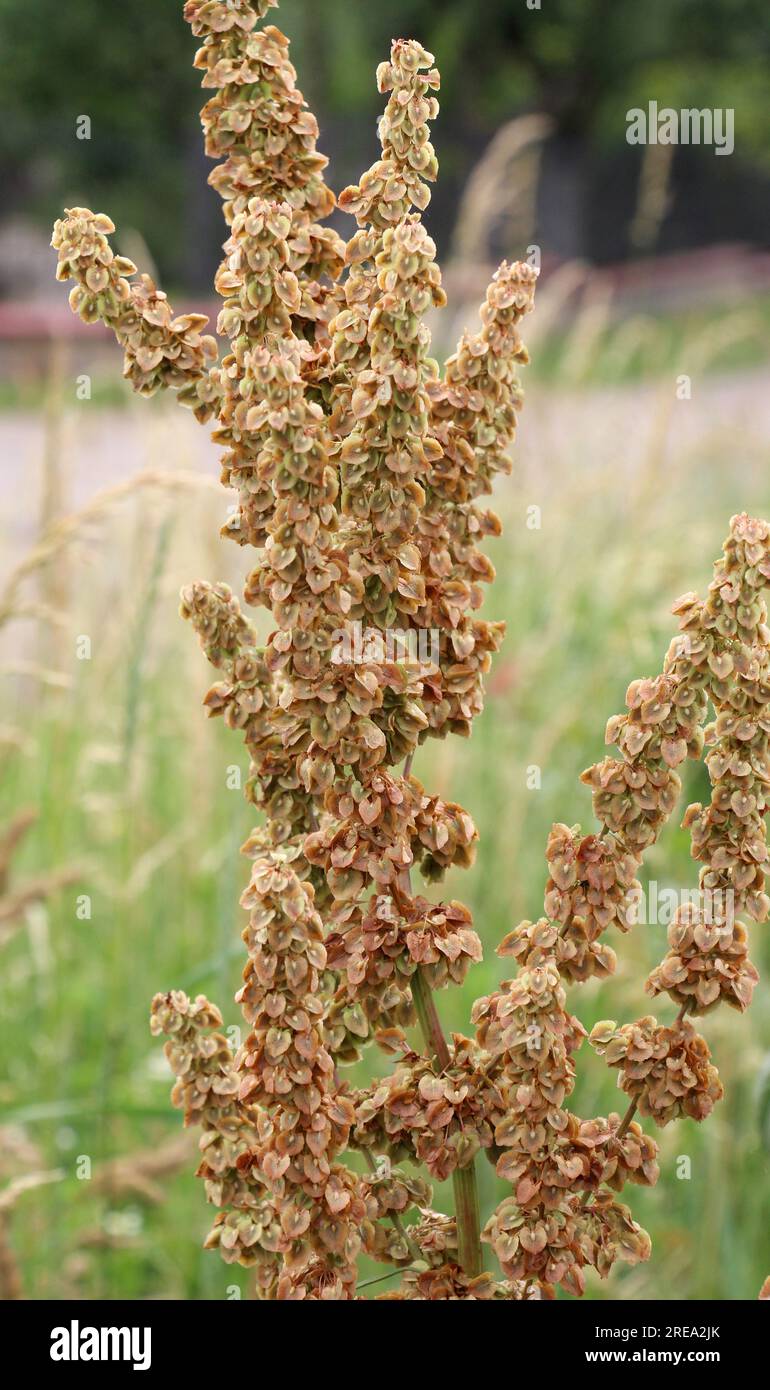 Part of a sorrel bush (Rumex confertus) growing in the wild with dry ...