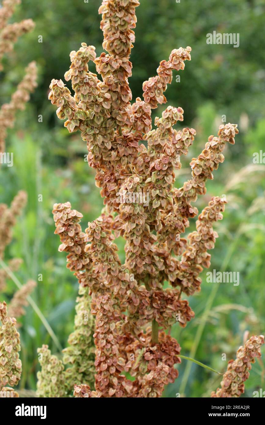 Part of a sorrel bush (Rumex confertus) growing in the wild with dry ...
