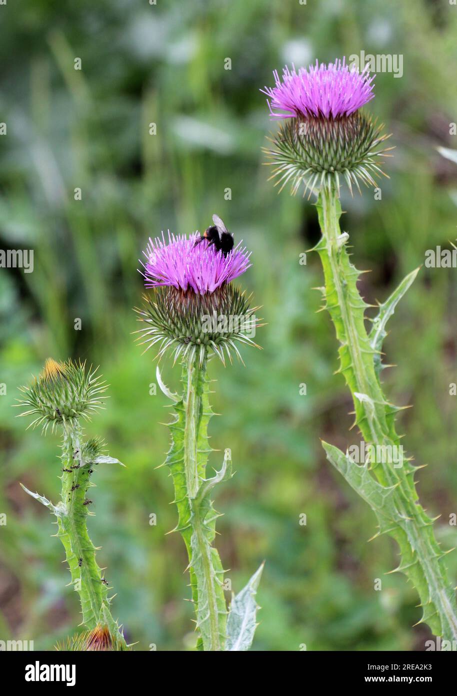 The tall and prickly thistle (Onopordum acanthium) grows in the wild ...
