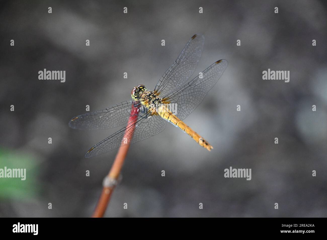 Flying with twig hi-res stock photography and images - Alamy