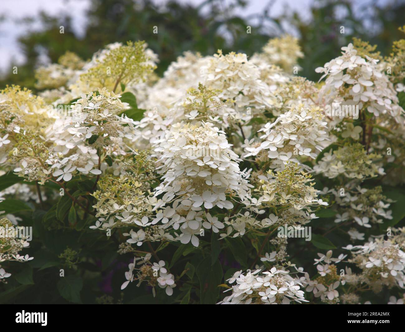 Closeup of the white flowering perennial garden shrub hydrangea paniculata phantom Stock Photo ...