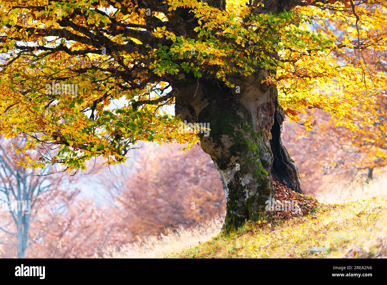 Old beech tree with bright orange leaves at autumn meadow. Picturesque ...