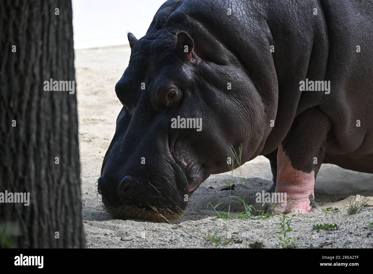Hippo vienna hi-res stock photography and images - Alamy
