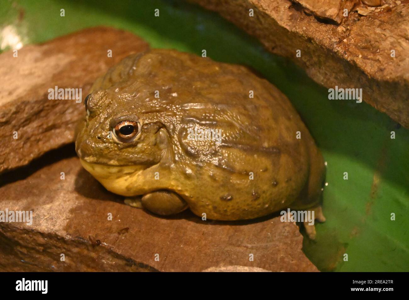 Giant bullfrog hi-res stock photography and images - Alamy