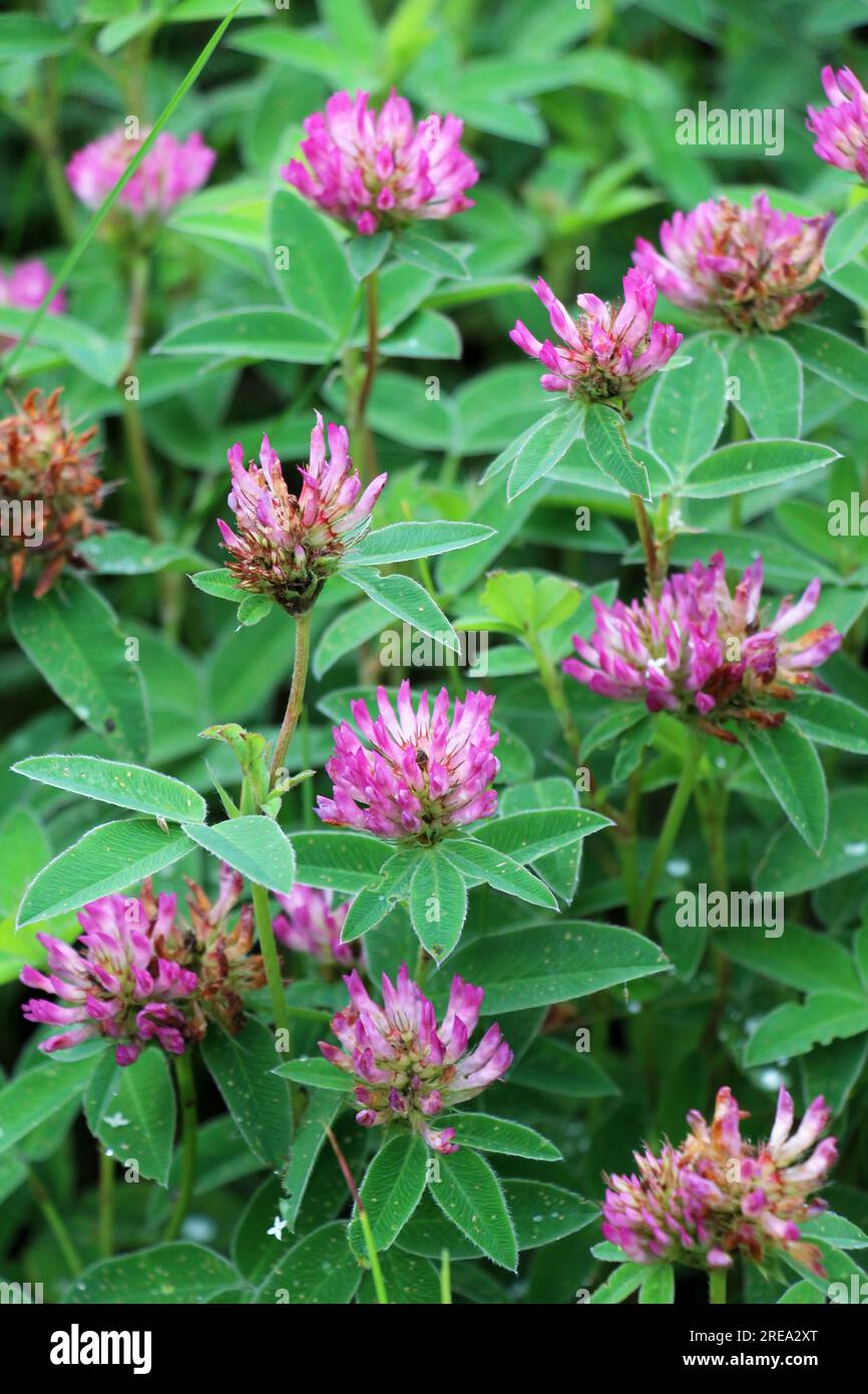 In the meadow, among the wild grasses blooms clover middle (Trifolium ...