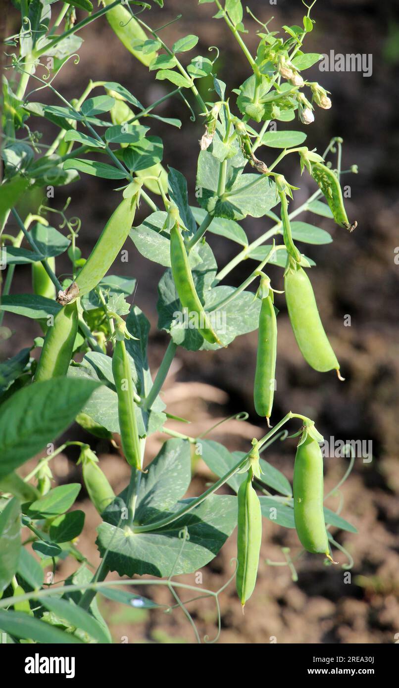 Peas growing in field hi-res stock photography and images - Alamy