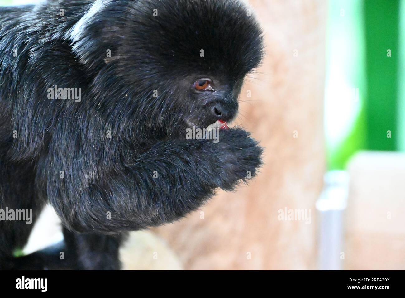 Snack marmoset hi-res stock photography and images - Alamy