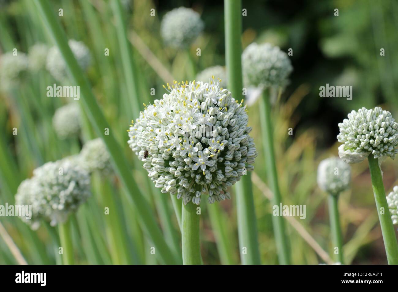 Vegetable onions, which is grown on the seeds, bloom in the garden ...