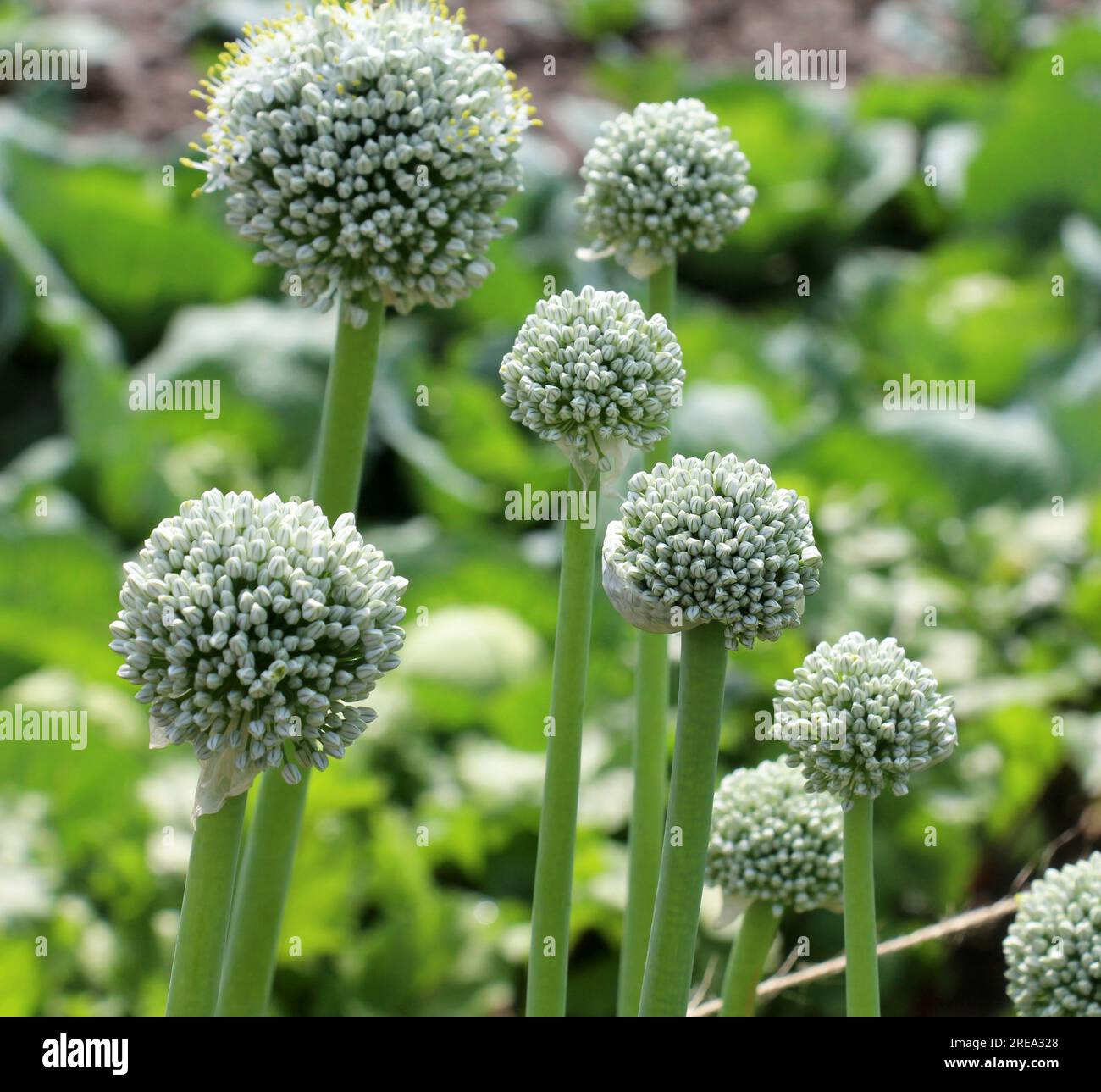 Vegetable onions, which is grown on the seeds, bloom in the garden ...