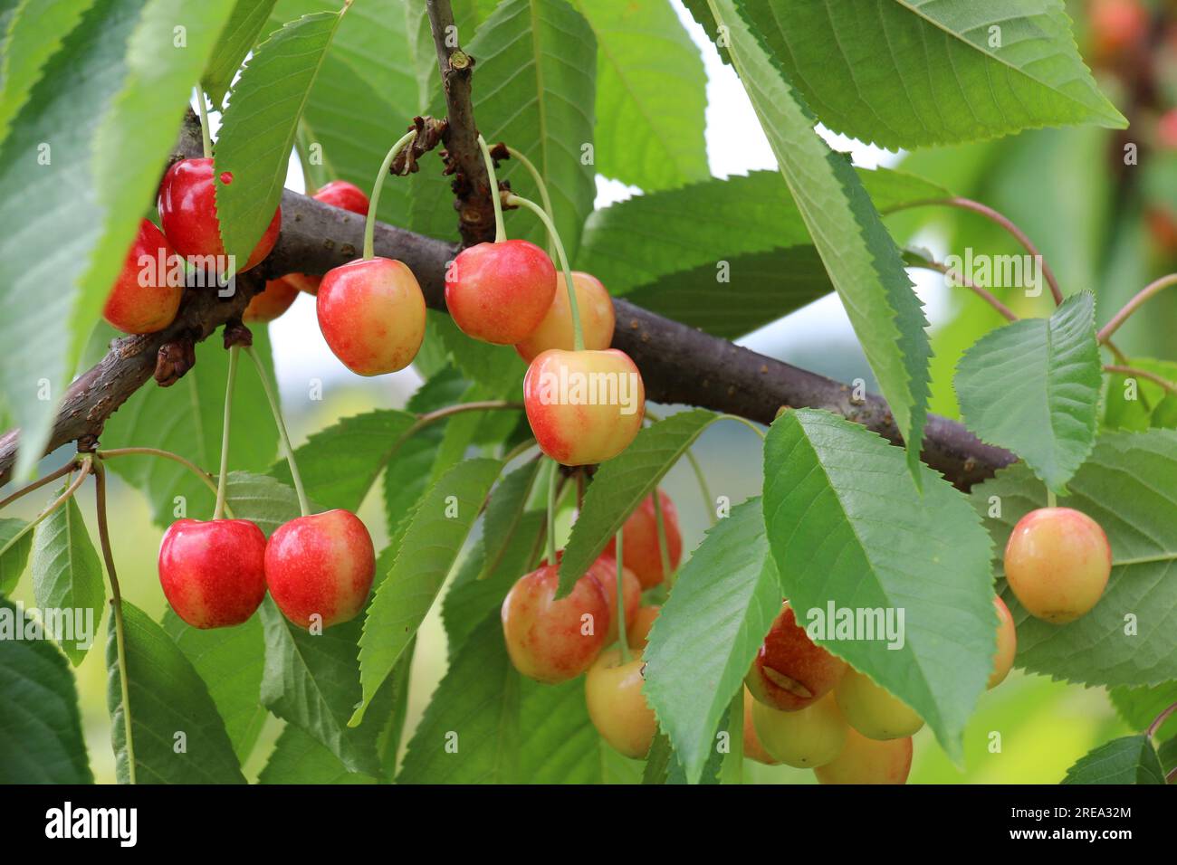Prunus avium cherry tree fruits hi-res stock photography and images - Alamy