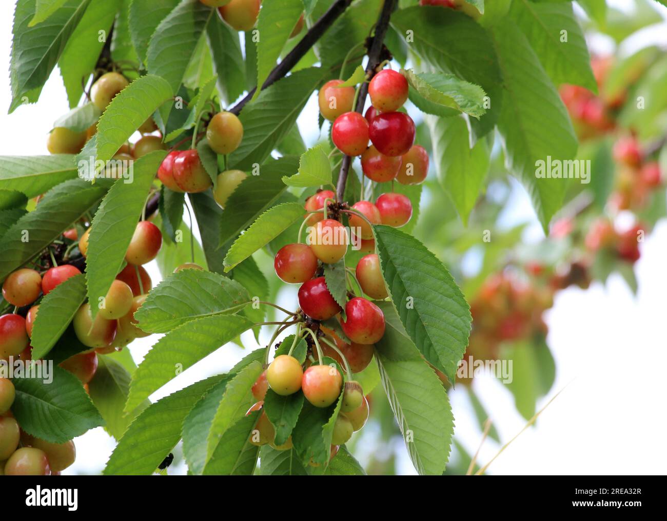 Sweet cherry (Prunus avium) berries ripen on a tree branch Stock Photo ...