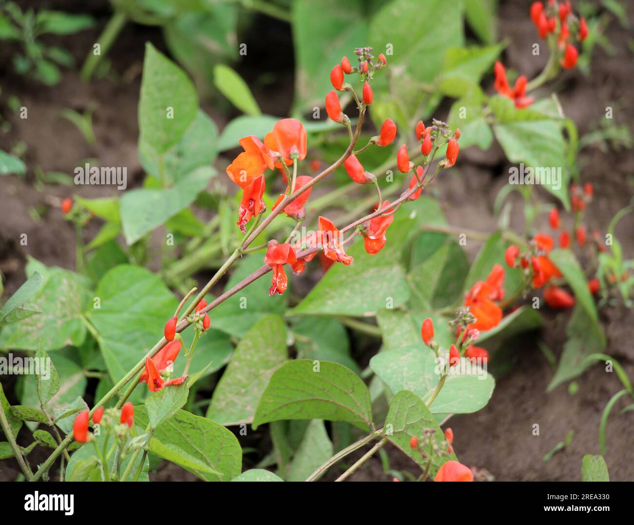 Common bean (Phaseolus vulgaris) blooms in open ground in the garden ...