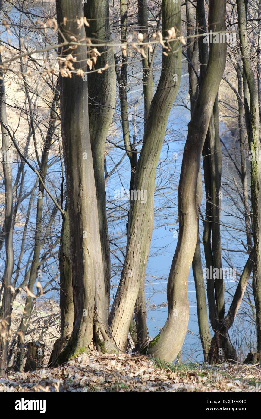 Hornbeam trees mature wood grow in the forest Stock Photo - Alamy
