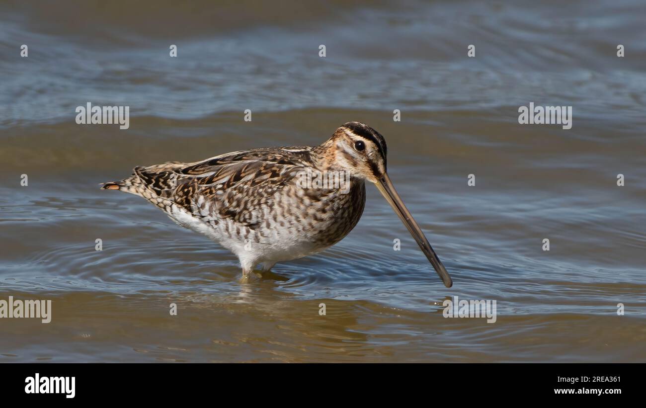 Common snipe in beautiful hi-res stock photography and images - Alamy