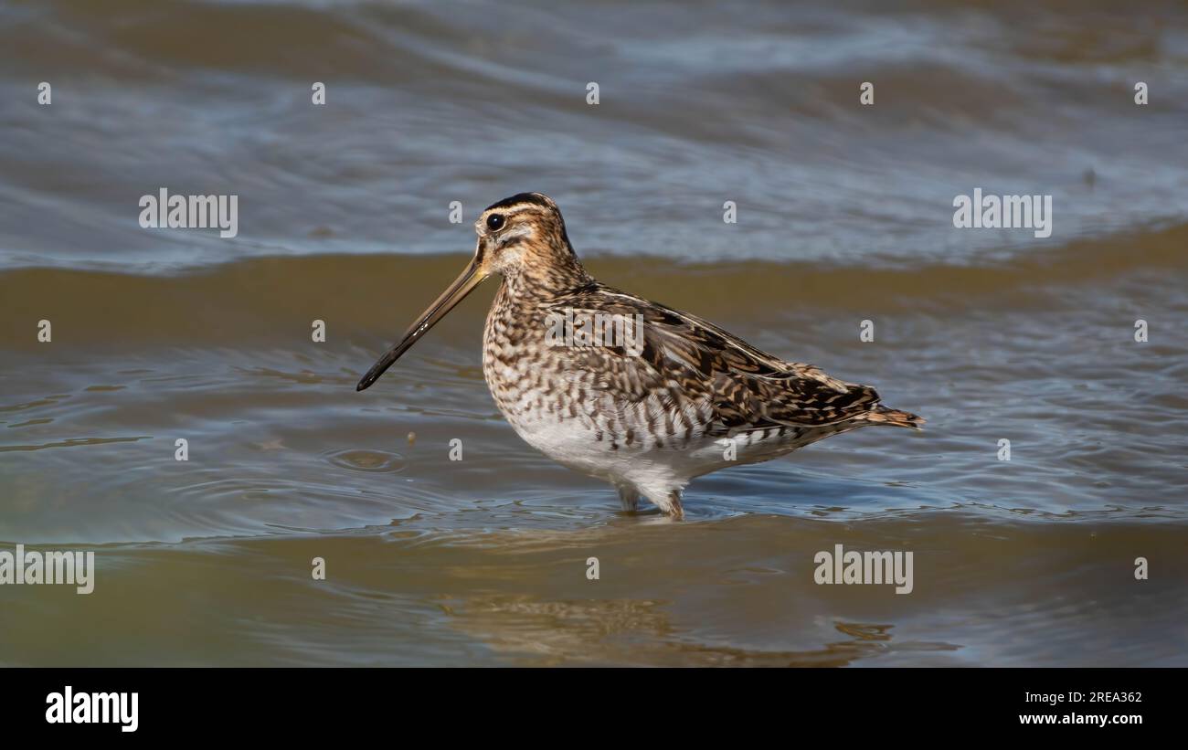 Rare snipe hi-res stock photography and images - Alamy