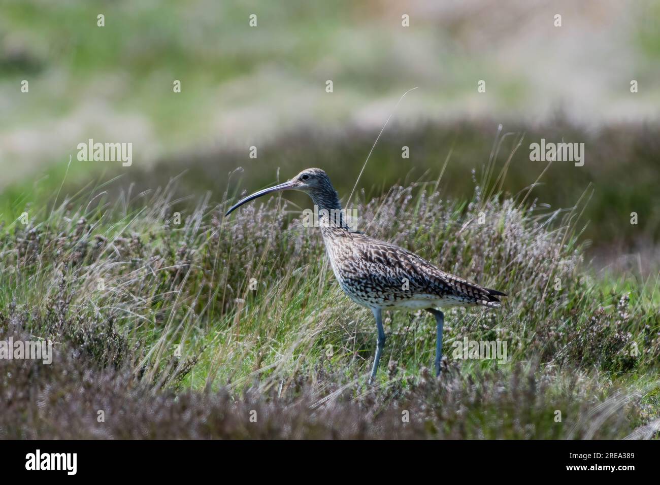 Curlews wading birds hi-res stock photography and images - Alamy