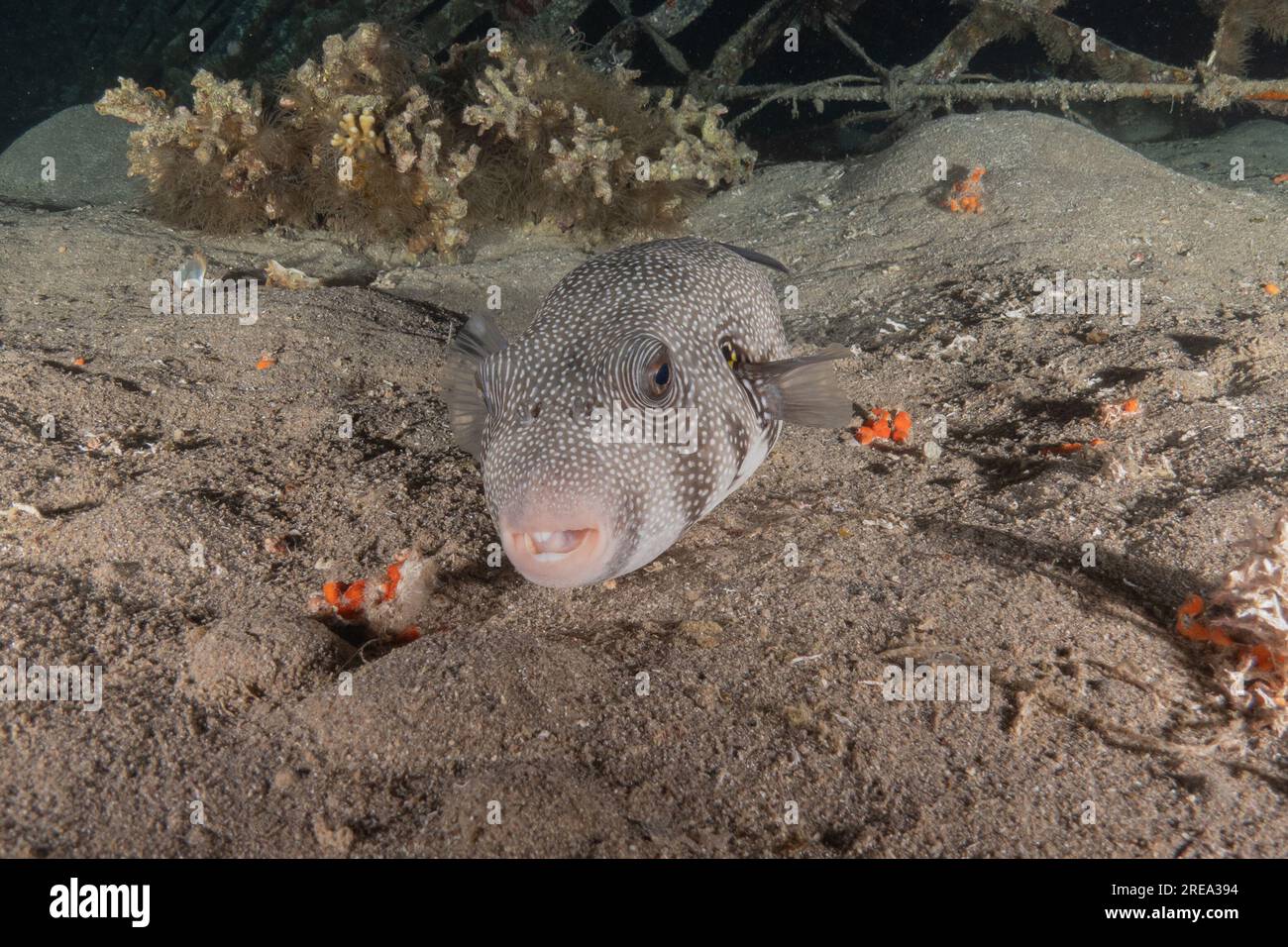 Fish swimming in the Red Sea, colorful fish, Eilat Israel Stock Photo ...