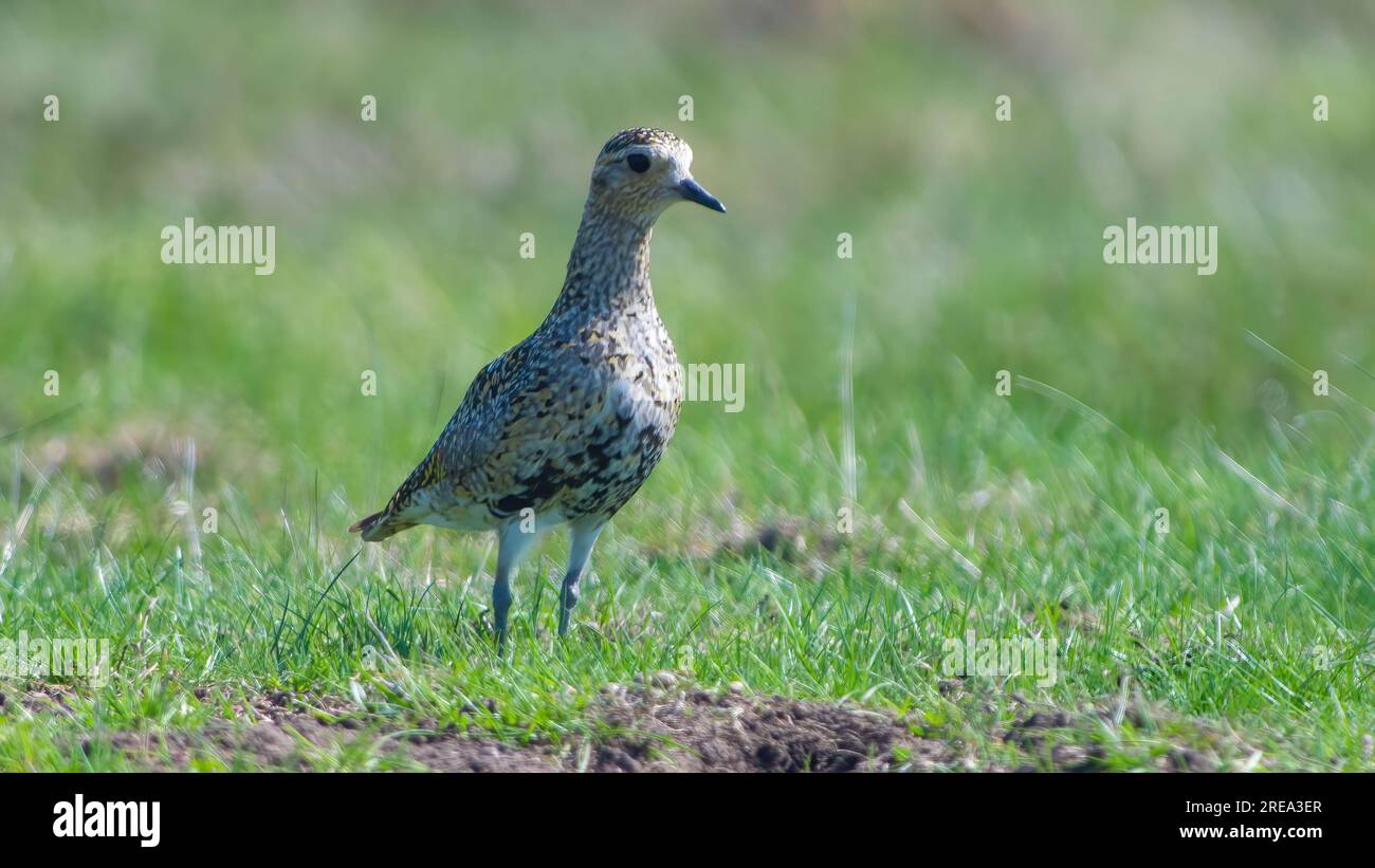 Golden plovers hi-res stock photography and images - Alamy