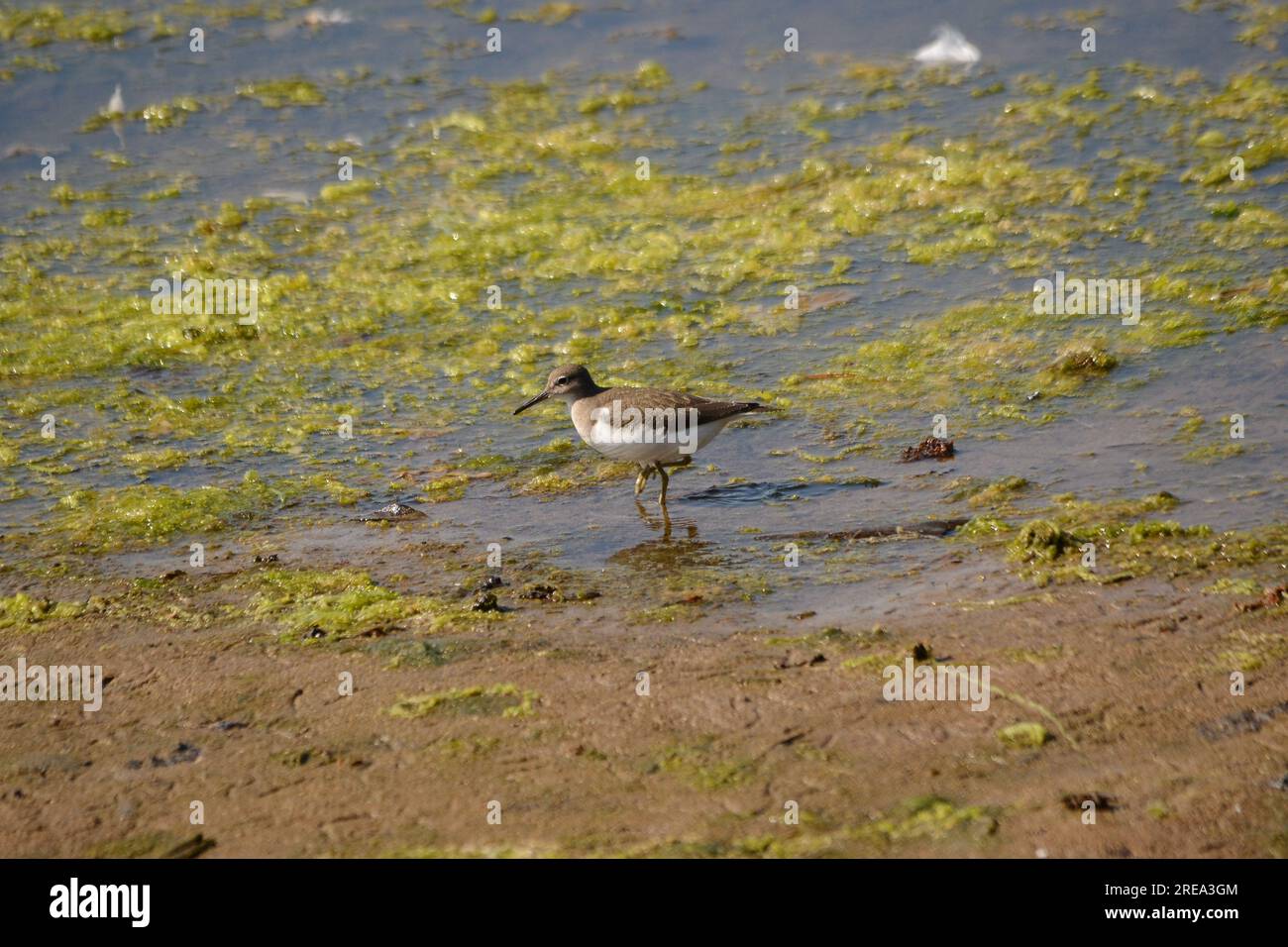 Sandpipers snipes hi-res stock photography and images - Alamy