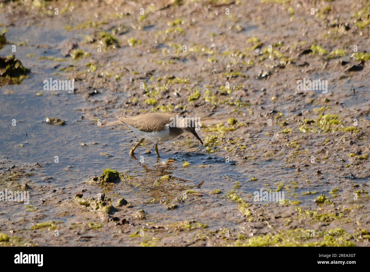 Sandpipers snipes hi-res stock photography and images - Alamy