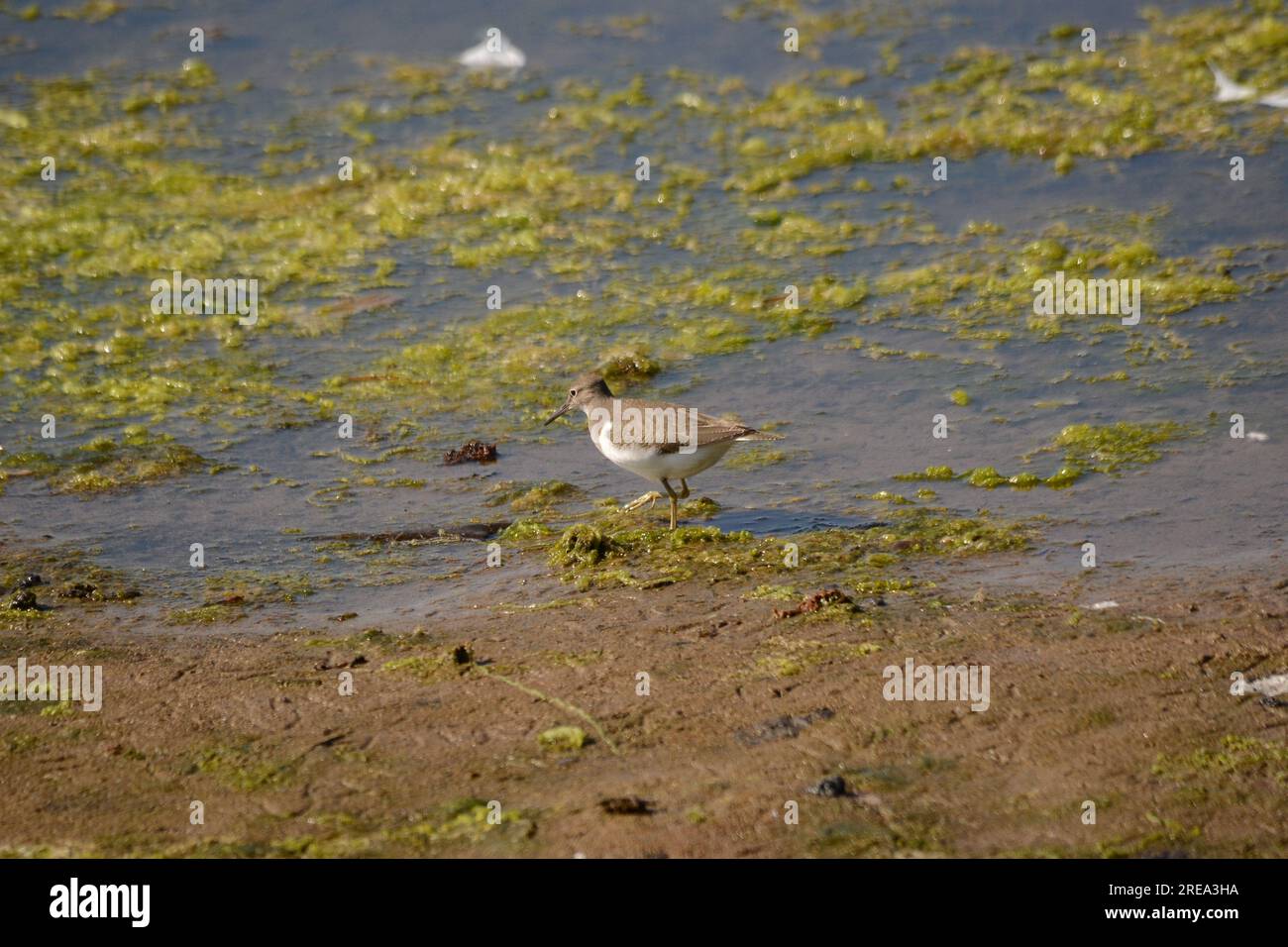 Sandpipers snipes hi-res stock photography and images - Alamy