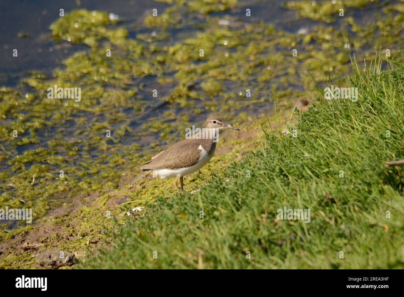 Sandpiper sand piper hi-res stock photography and images - Alamy