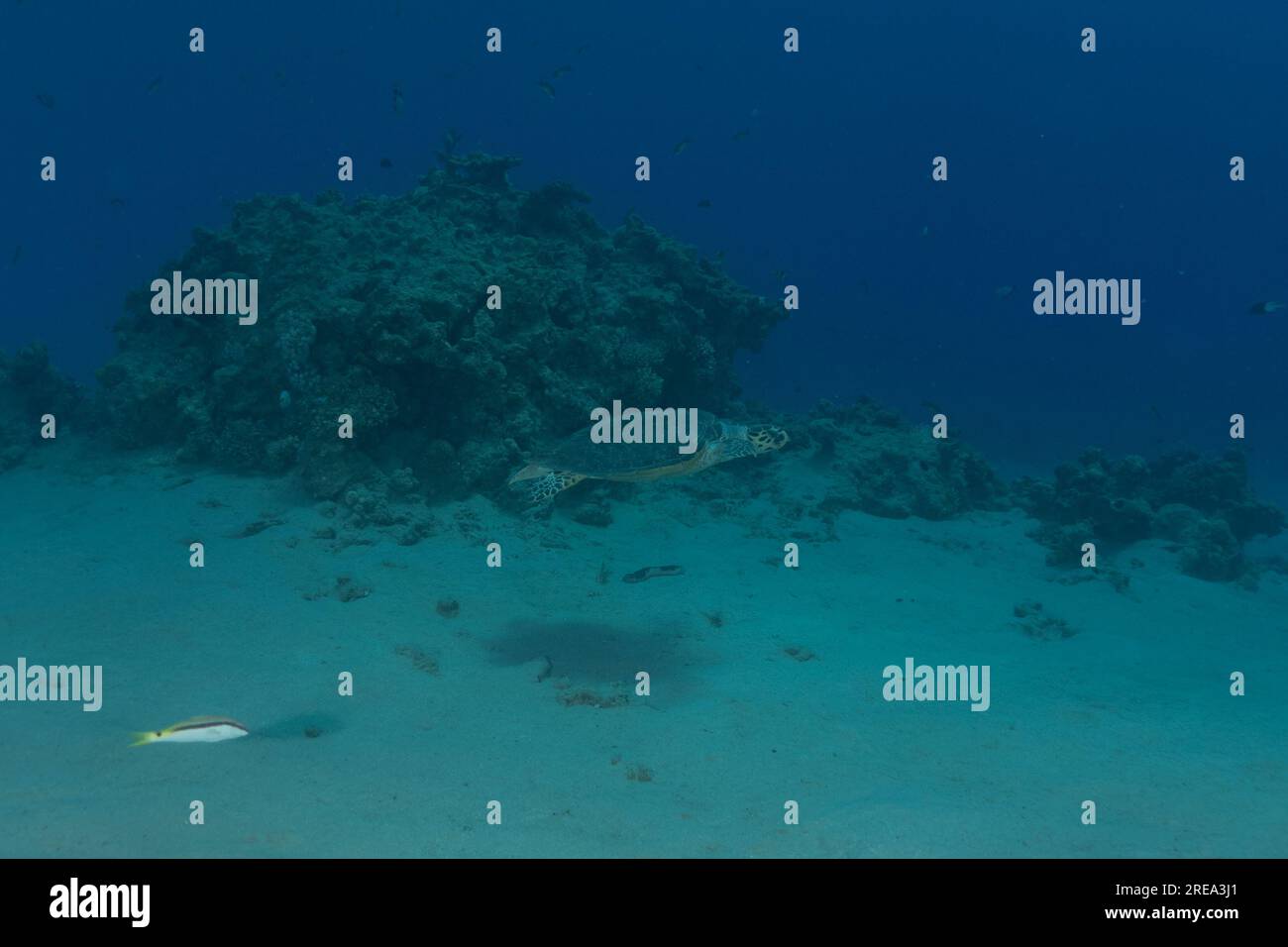 Hawksbill sea turtle in the Red Sea, Eilat Israel Stock Photo - Alamy