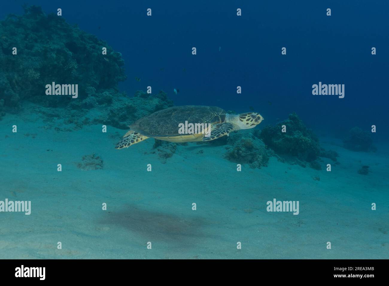 Hawksbill sea turtle in the Red Sea, Eilat Israel Stock Photo - Alamy