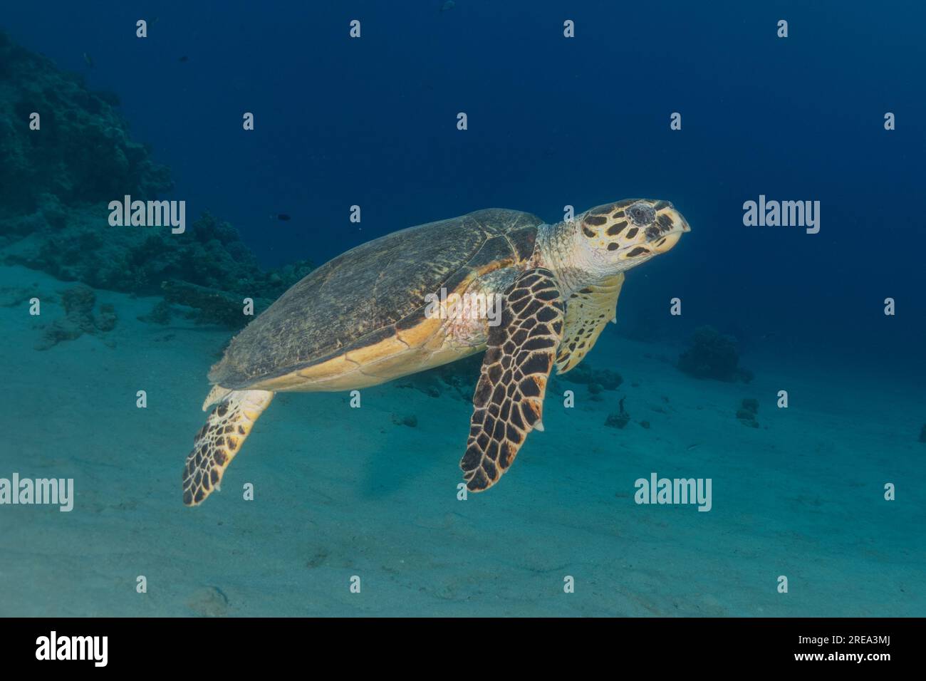 Hawksbill sea turtle in the Red Sea, Eilat Israel Stock Photo - Alamy