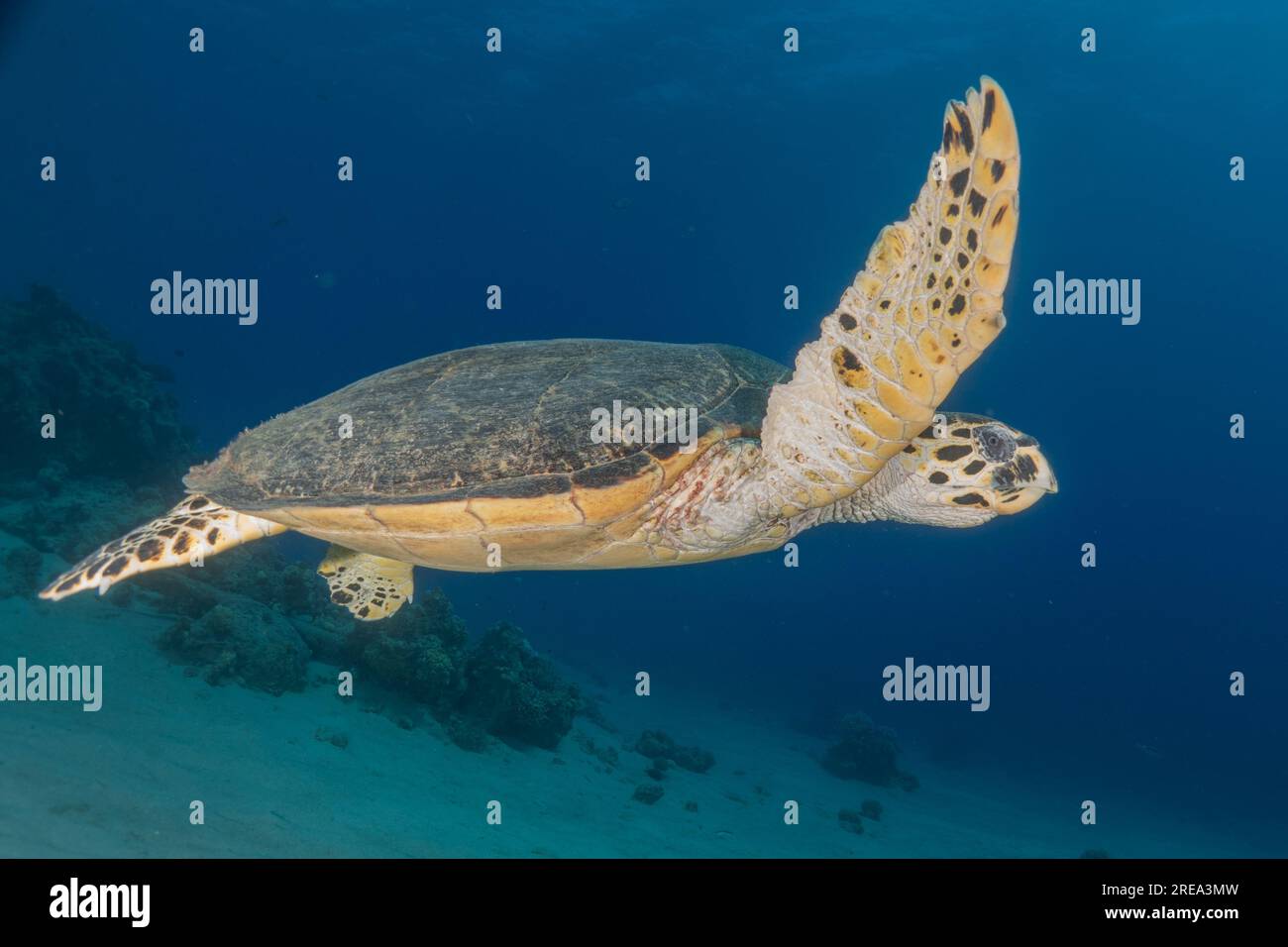 Hawksbill sea turtle in the Red Sea, Eilat Israel Stock Photo - Alamy