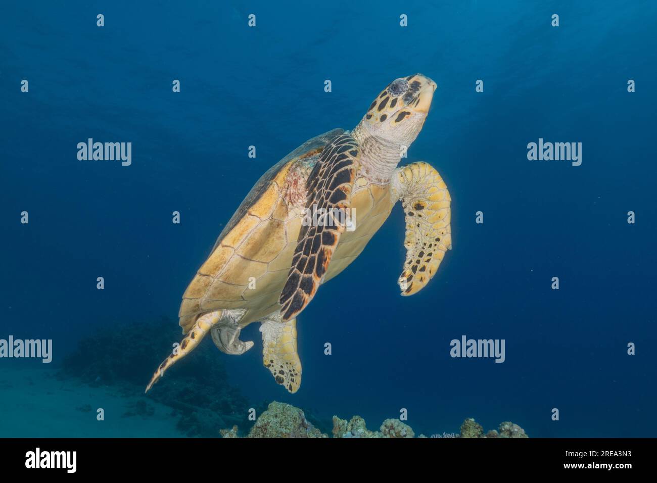 Hawksbill sea turtle in the Red Sea, Eilat Israel Stock Photo - Alamy