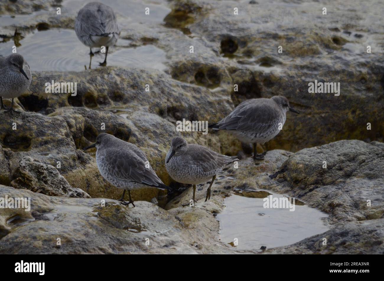 Knots birds uk hi-res stock photography and images - Alamy