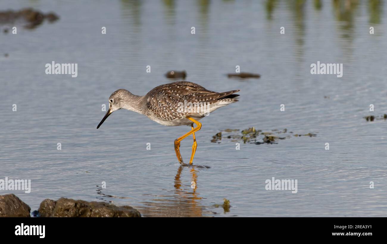 Great yellowlegs hi-res stock photography and images - Alamy
