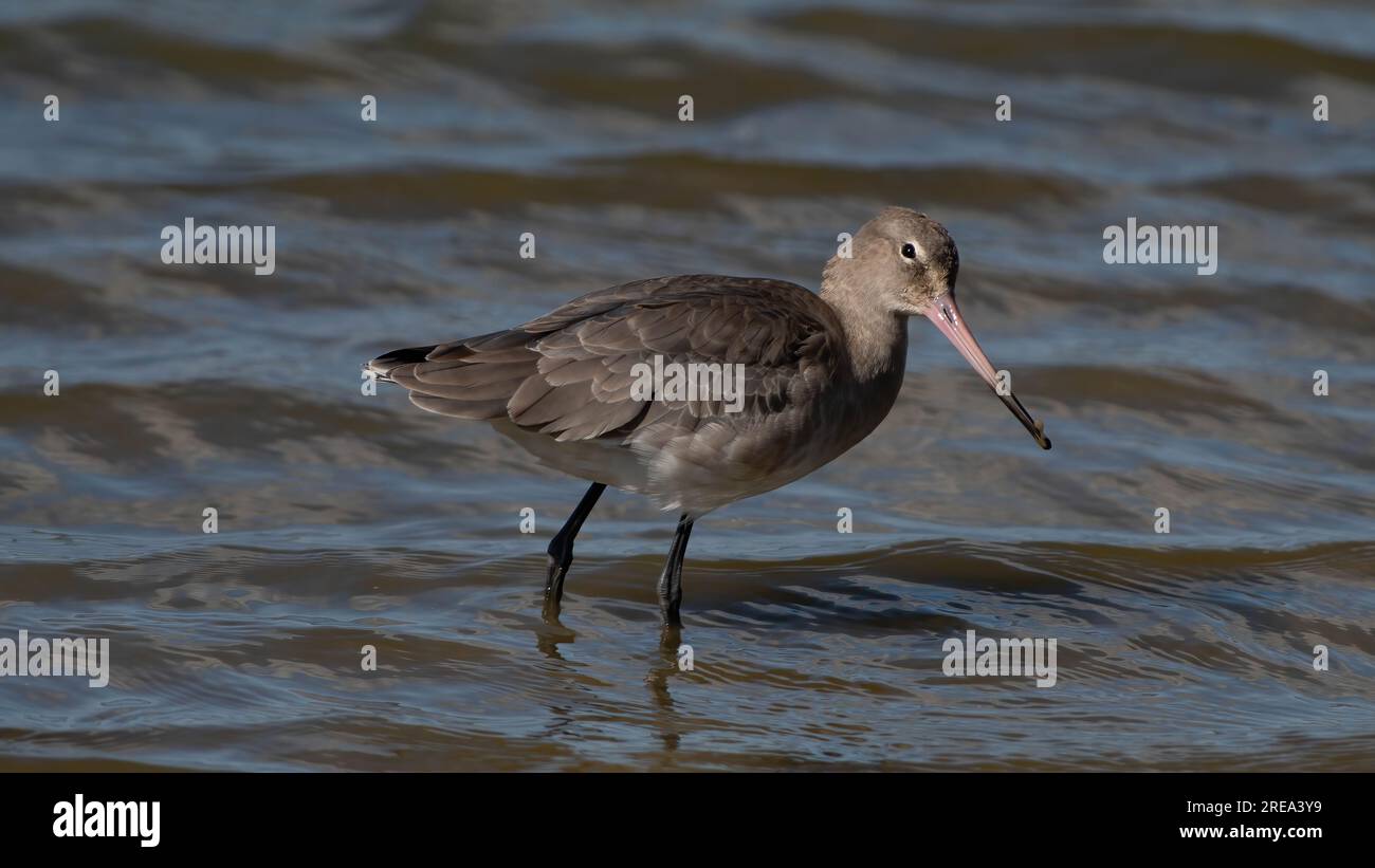 Great yellowlegs hi-res stock photography and images - Alamy