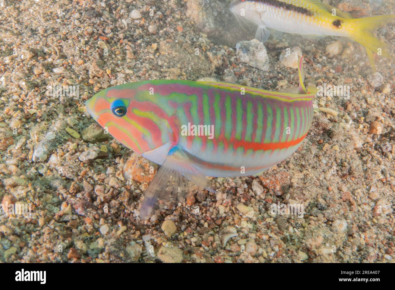Fish swimming in the Red Sea, colorful fish, Eilat Israel Stock Photo ...