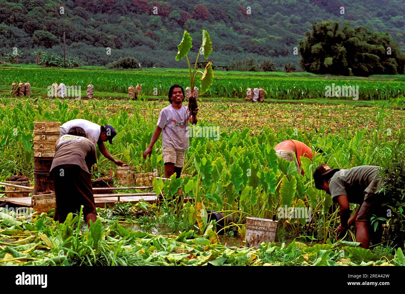 Kalo patch hi-res stock photography and images - Alamy