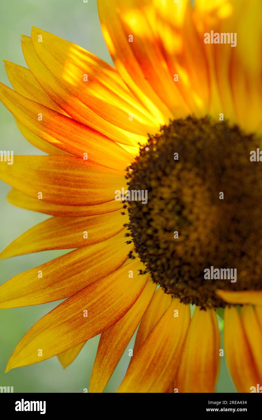 Giant sunflower hi-res stock photography and images - Alamy