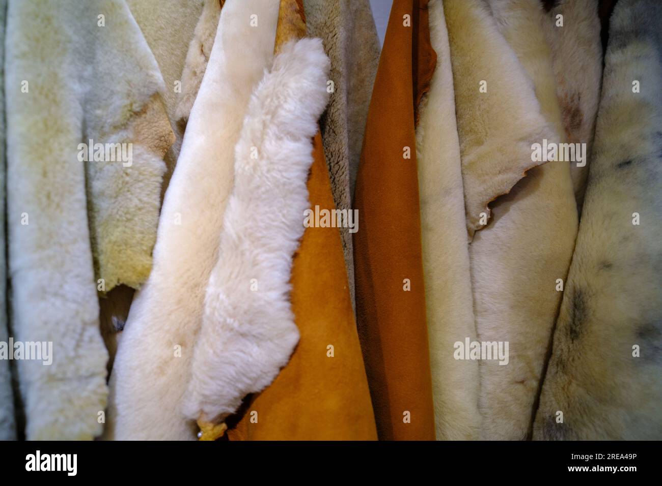 White and brown wool texture background. Natural fluffy fur sheep wool ...