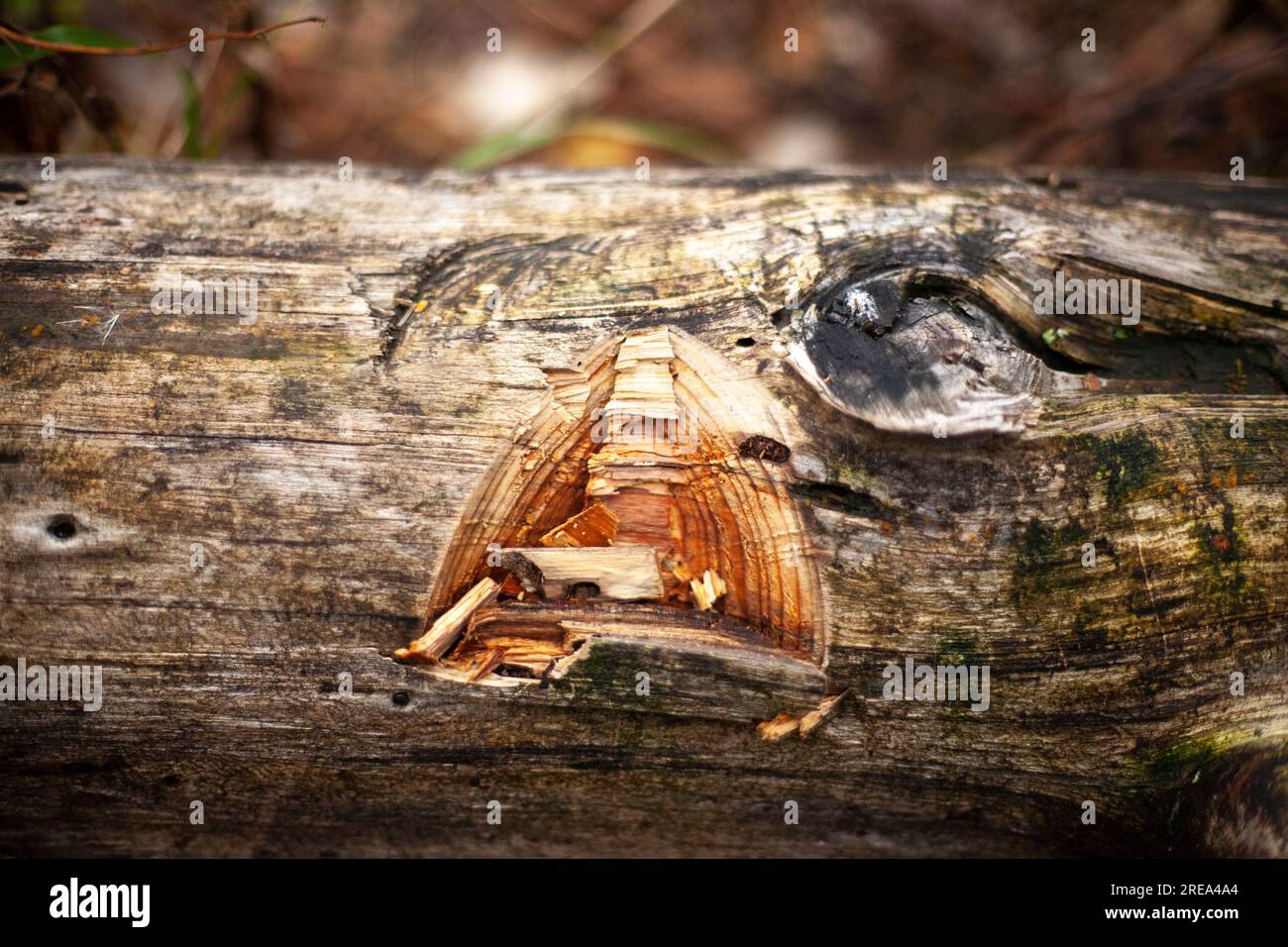 Dead apple tree trunk hi-res stock photography and images - Alamy