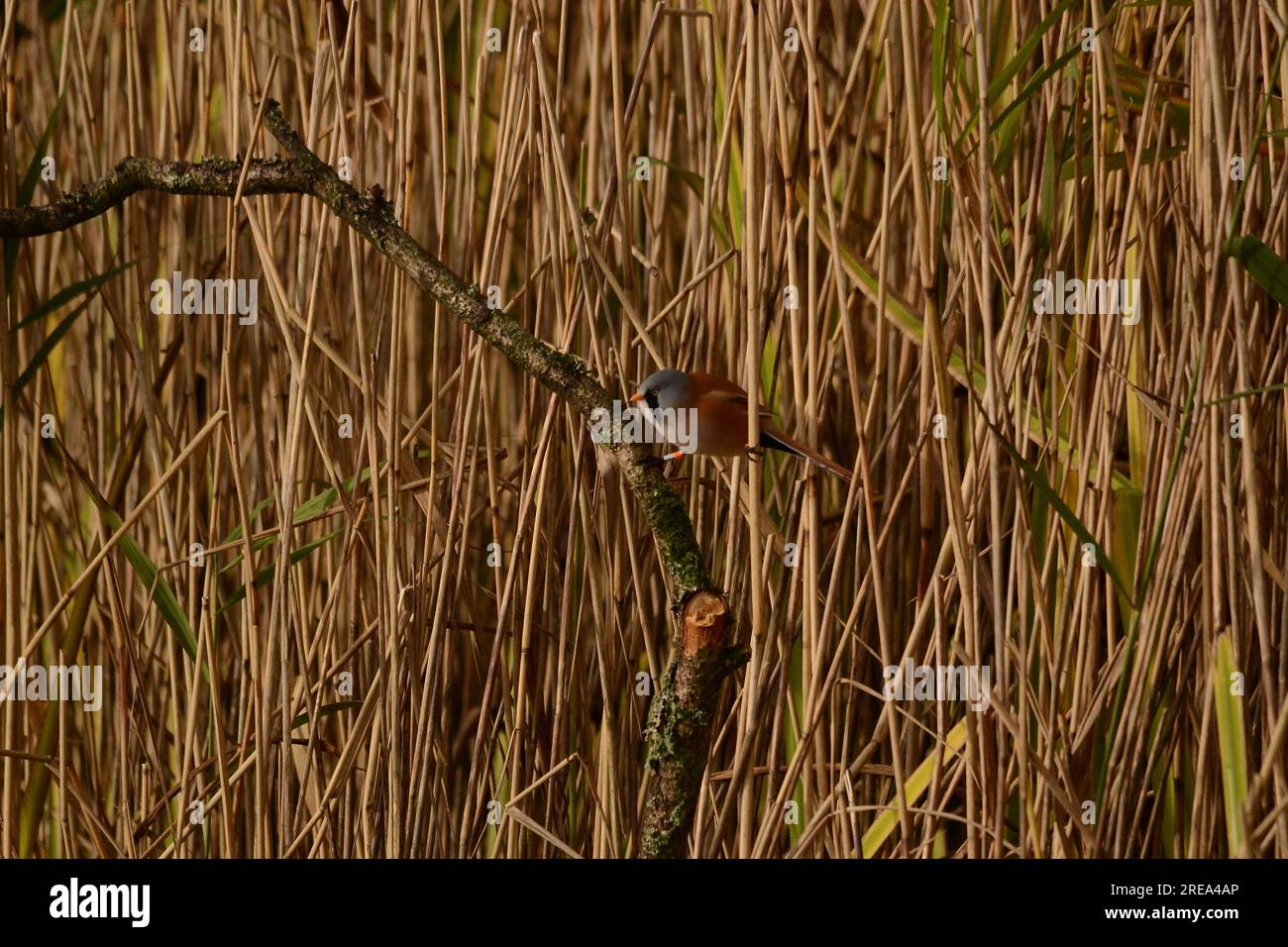 Bearded reedling / Bearded tit Stock Photo - Alamy