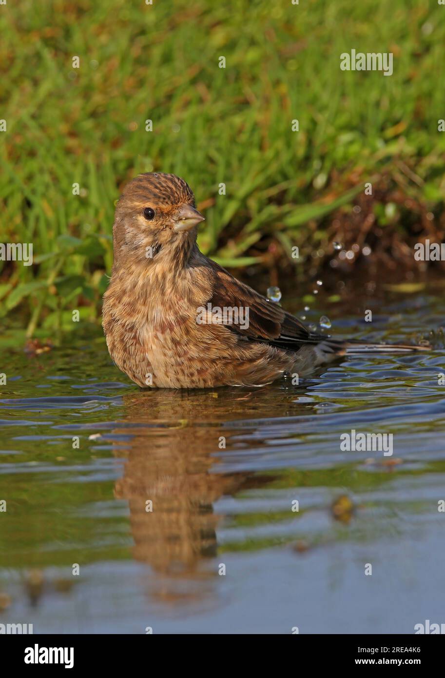 Common Linnet (Carduelis cannabina) immature bathing Eccles-on-Sea ...