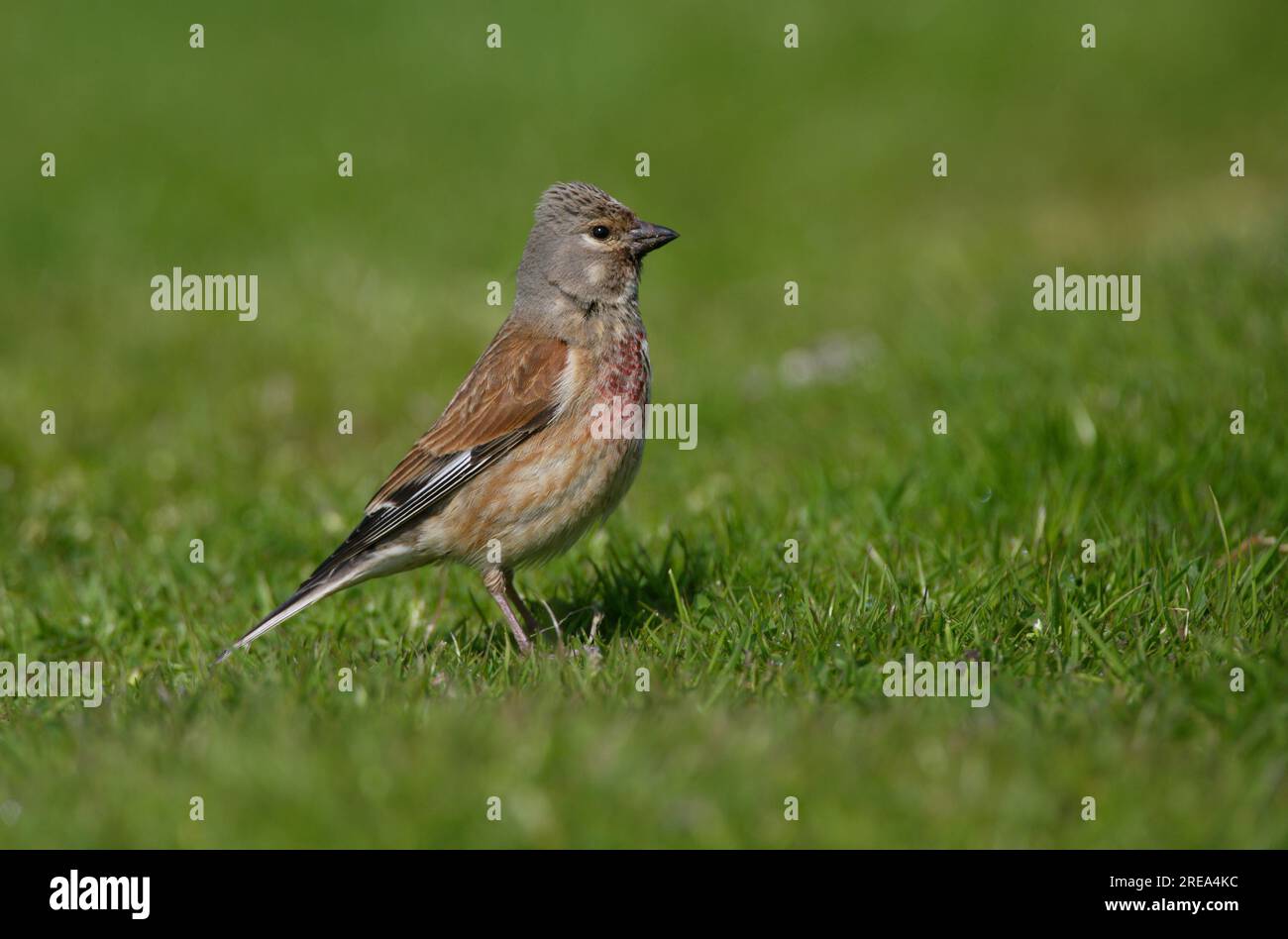 Common Linnet (Carduelis cannabina) adult male standing on grass with ...