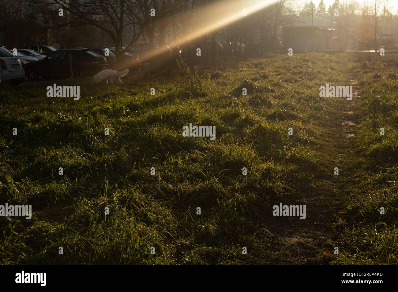 Green grass in sunlight. Path in field. Plants at sunset. Details of ...