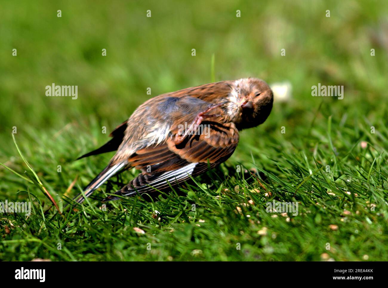 Common Linnet (Carduelis cannabina) on the ground scratching it's head ...