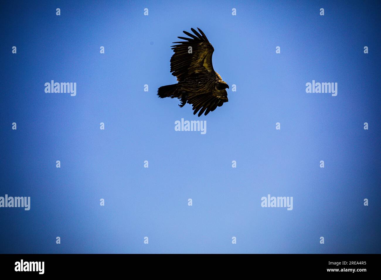 Maasai Mara National Reserve is an area of preserved savannah ...